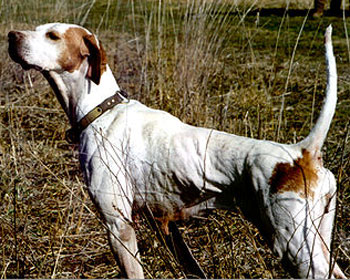 Superior Pointers - Elhew Ajitator