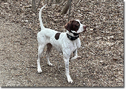 Elhew Puppies at Superior Pointers | Current breedings of fine Elhew ...