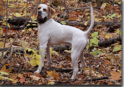 Elhew Puppies at Superior Pointers | Current breedings of fine Elhew ...