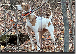 Elhew Puppies at Superior Pointers | Current breedings of fine Elhew ...