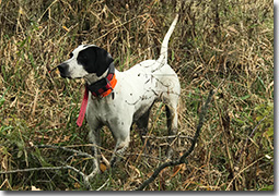 Elhew Puppies at Superior Pointers | Current breedings of fine Elhew ...