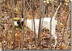 Elhew Puppies at Superior Pointers | Current breedings of fine Elhew ...