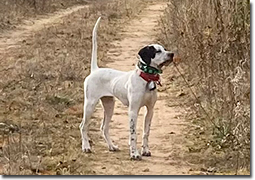 Elhew Puppies at Superior Pointers | Current breedings of fine Elhew ...